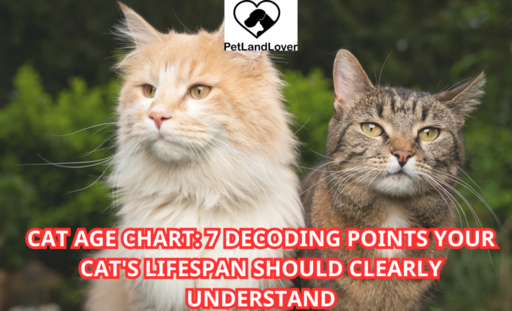 CAT AGE CHART: 7 DECODING POINTS YOUR CAT'S LIFESPAN SHOULD CLEARLY ...