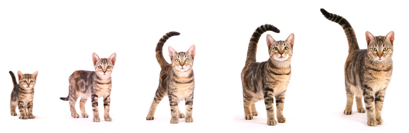CAT AGE CHART: 7 DECODING POINTS YOUR CAT'S LIFESPAN SHOULD CLEARLY ...