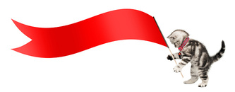 SIGNS OF CAT RED FLAGS - Pet Land Lover