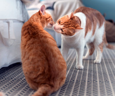 Cat territorial marking: 5 reasons why they mark their territory - Pet ...