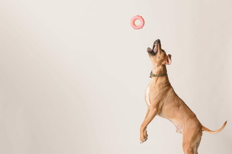 The Fascinating World of Dog Boof A Comprehensive Guide - Pet Land Lover