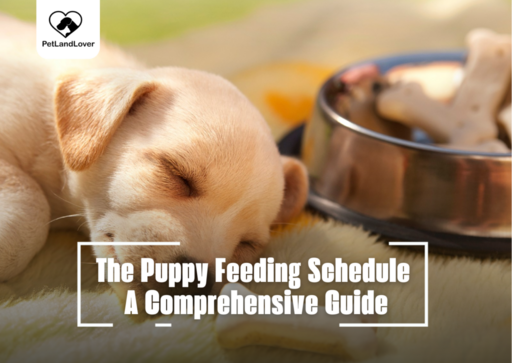 The Puppy Feeding Schedule A Comprehensive Guide - Pet Land Lover