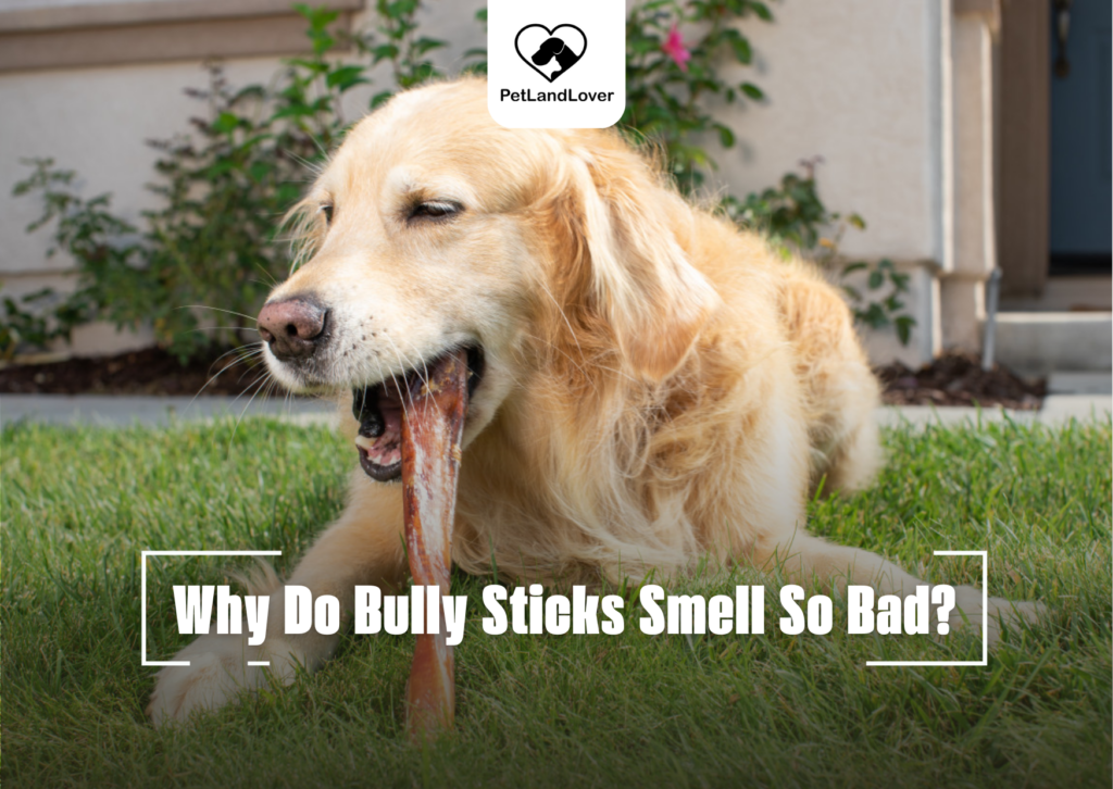 Why Do Bully Sticks Smell So Bad? - Pet Land Lover