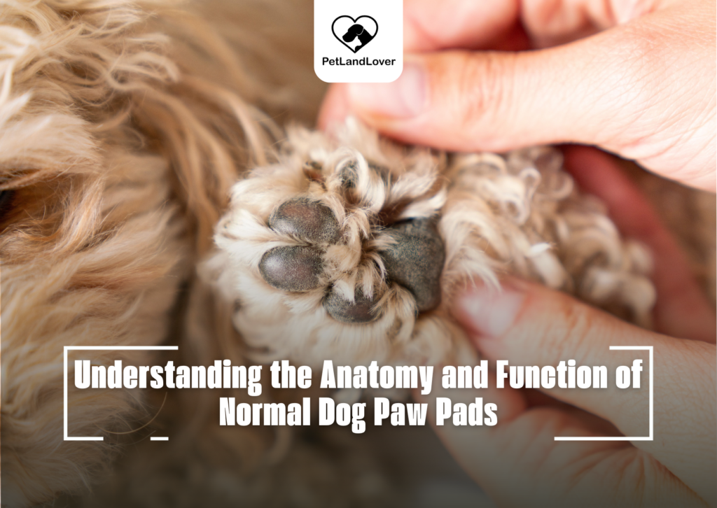 Normal Dog Paw Pads: Understanding the Anatomy and Function - Pet Land ...