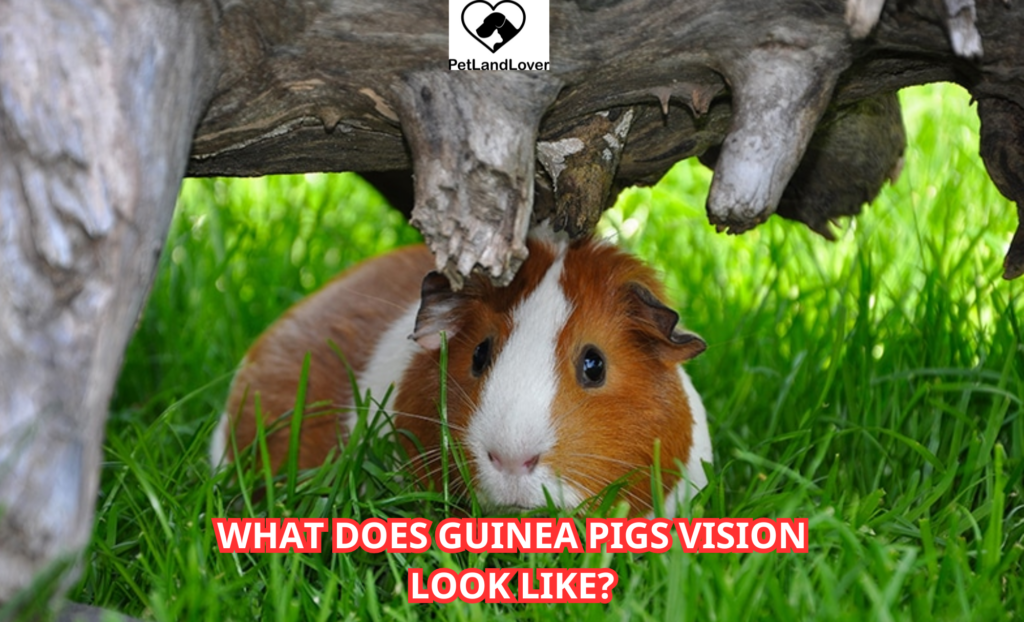 What Does Guinea Pigs Vision Look Like? - Pet Land Lover