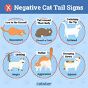Understanding Cat Tail Behavior: A Comprehensive Guide - Pet Land Lover